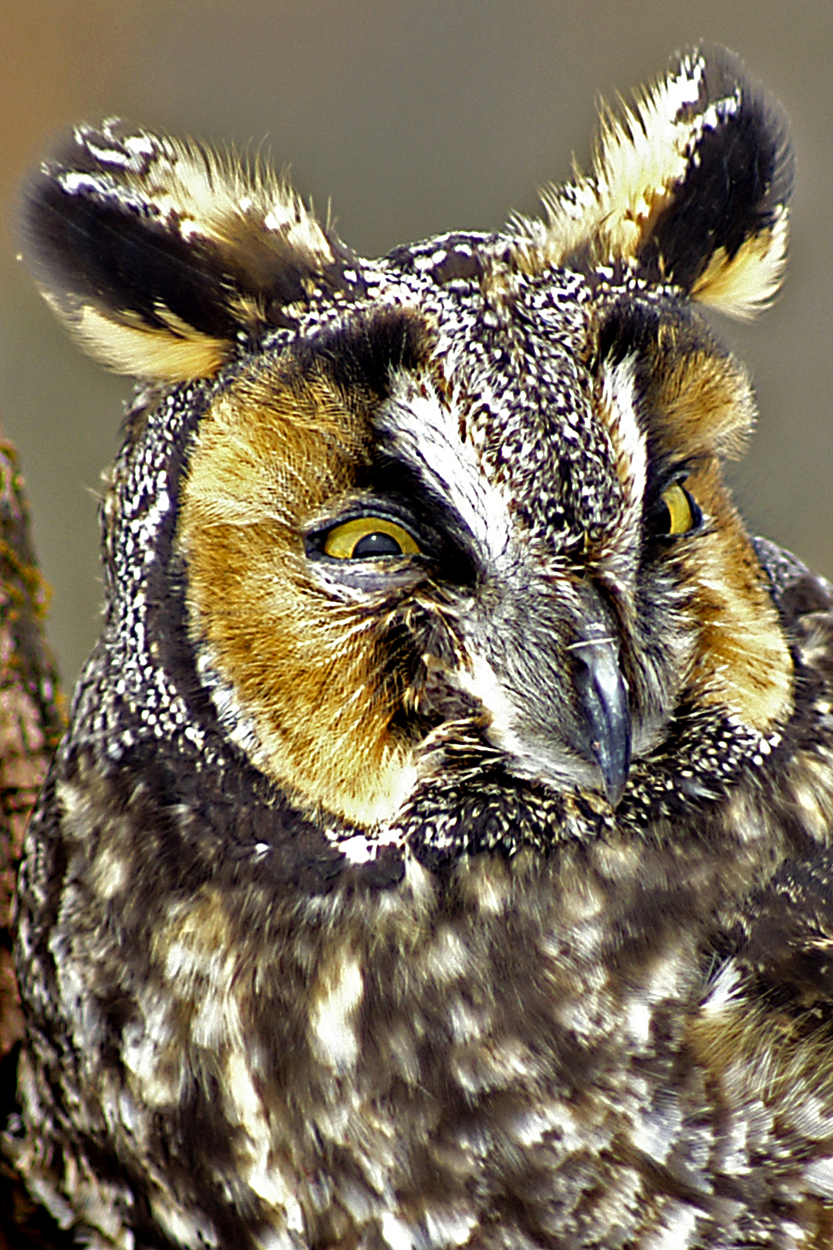 Cross -eyed Owl | Shutterbug